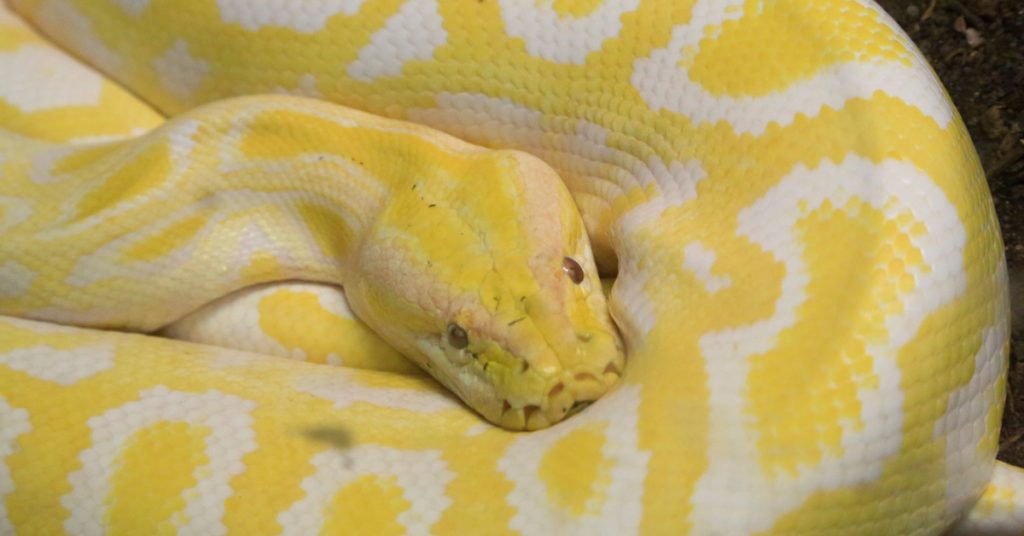 Big Bird, the Albino Burmese Python - Women's Musings