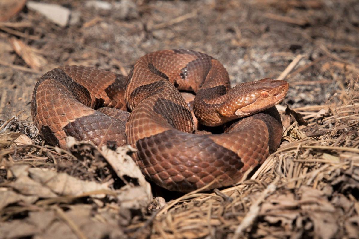 Black Rat Snakes Are Not Copperheads - Women's Musings